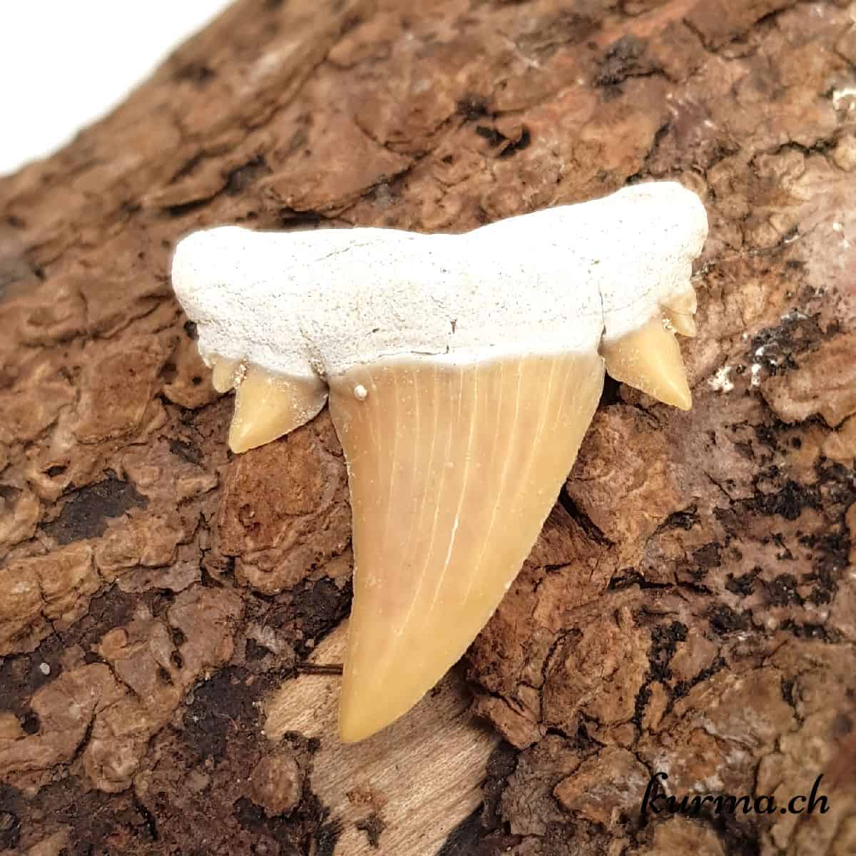 Dent de requin naturelle • Minéraux bruts • Kûrma