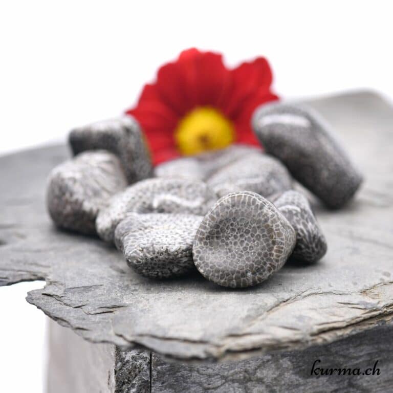 Bryozoaire 'Corail noir fossilisé' - Pierre roulée - Taille S • Kurma.ch