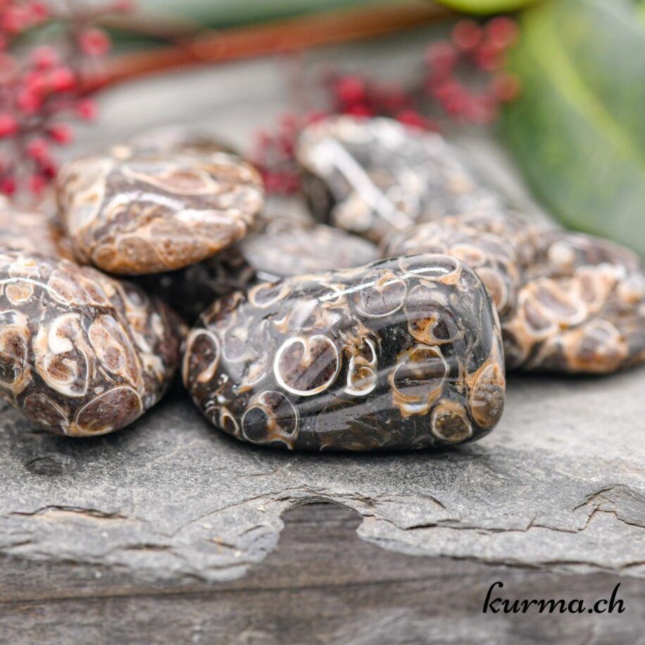Agate turitelle ou Agathe coquillage roulée • Achat