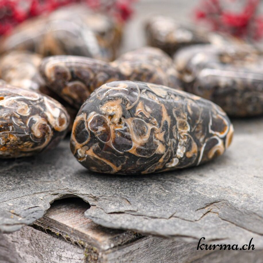 Agate turitelle ou Agathe coquillage roulée • Achat