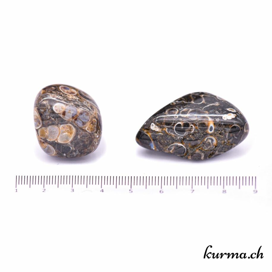 Agate turitelle ou Agathe coquillage roulée • Achat