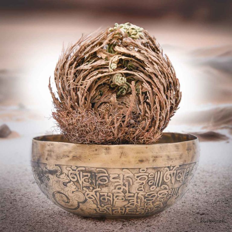 Rose de Jericho • Plante immortelle • Kurma.ch
