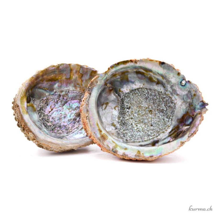 Abalone verte 'Haliotis' (coquille d'Ormeau) - 100 à 200gr - N°15804 ...